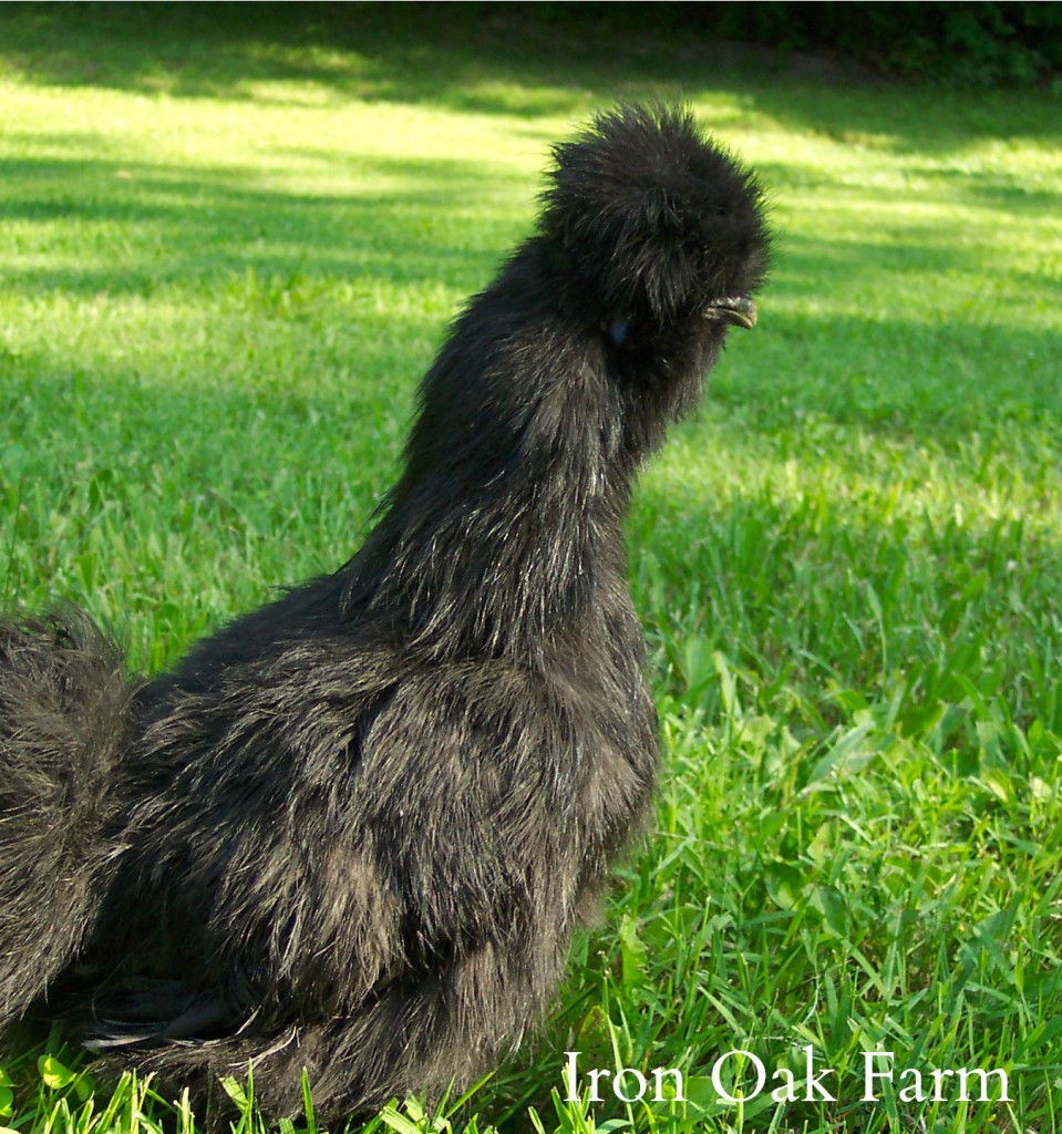 The Amazing Feather | Community Chickens