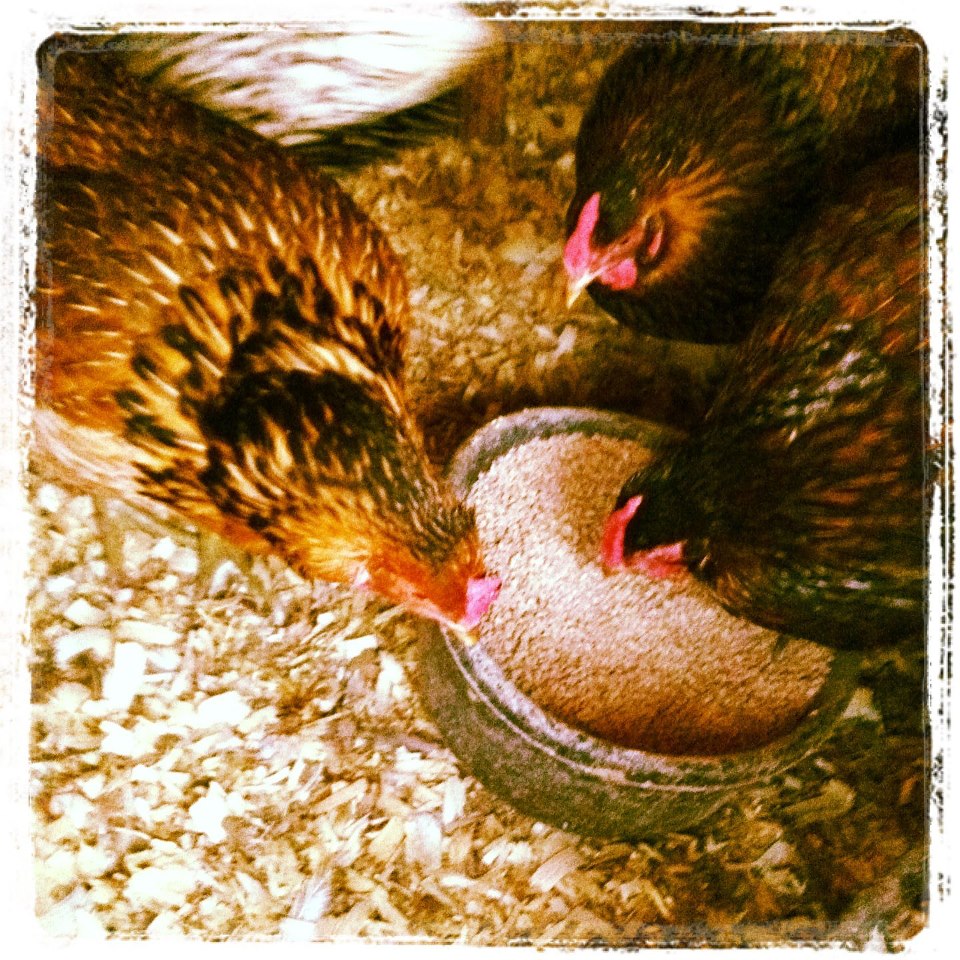 A Very Chicken Halloween | Community Chickens