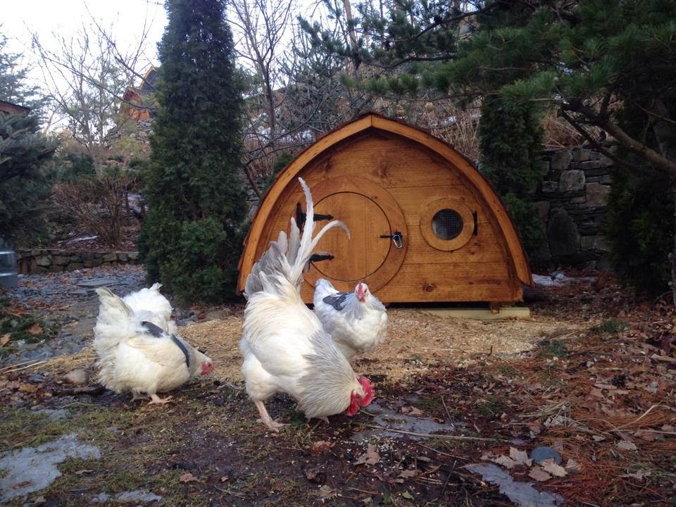 Community Chickens Guide to Backyard Coops | Community Chickens
