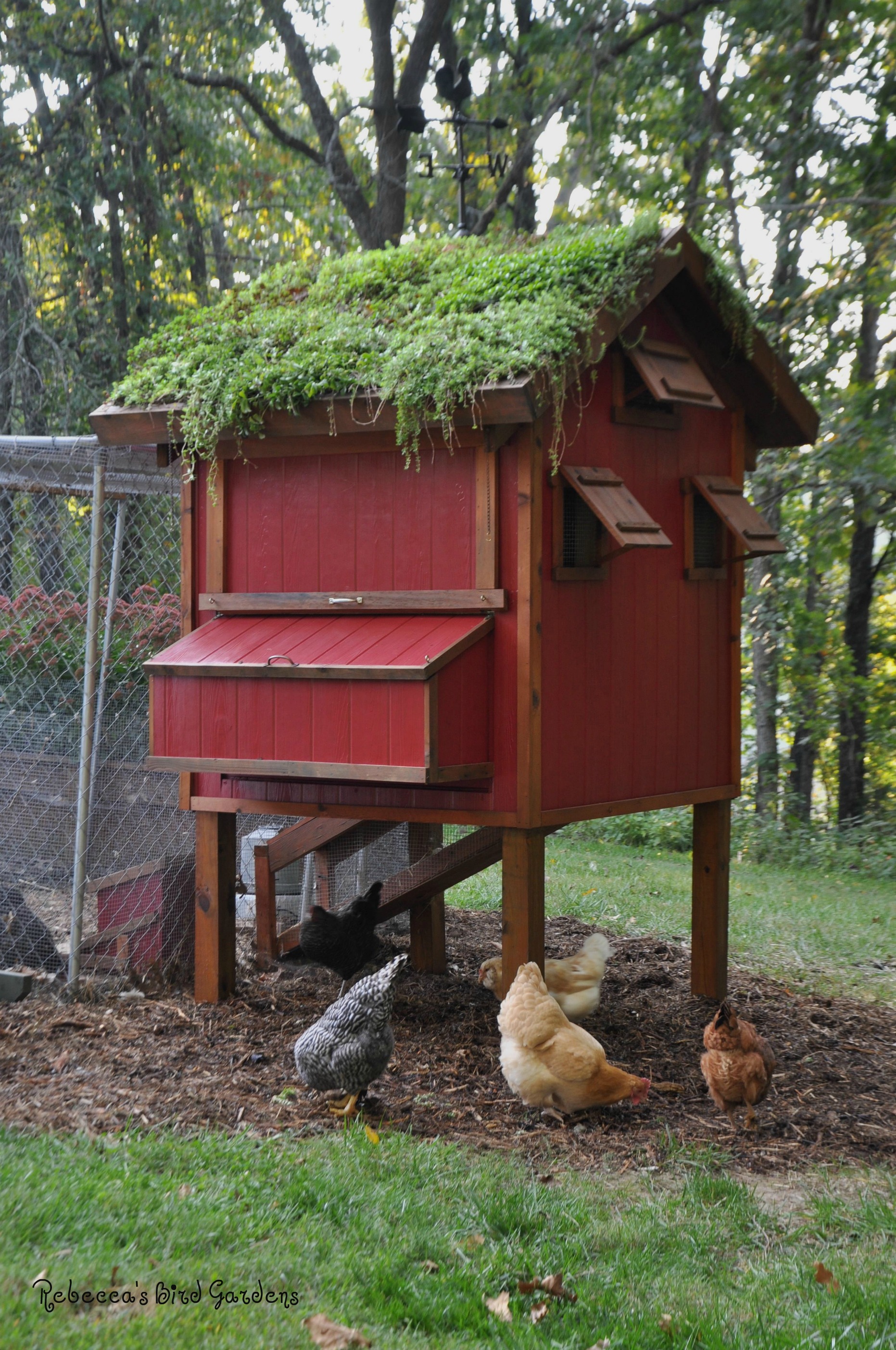 Community Chickens Guide to Backyard Coops | Community Chickens
