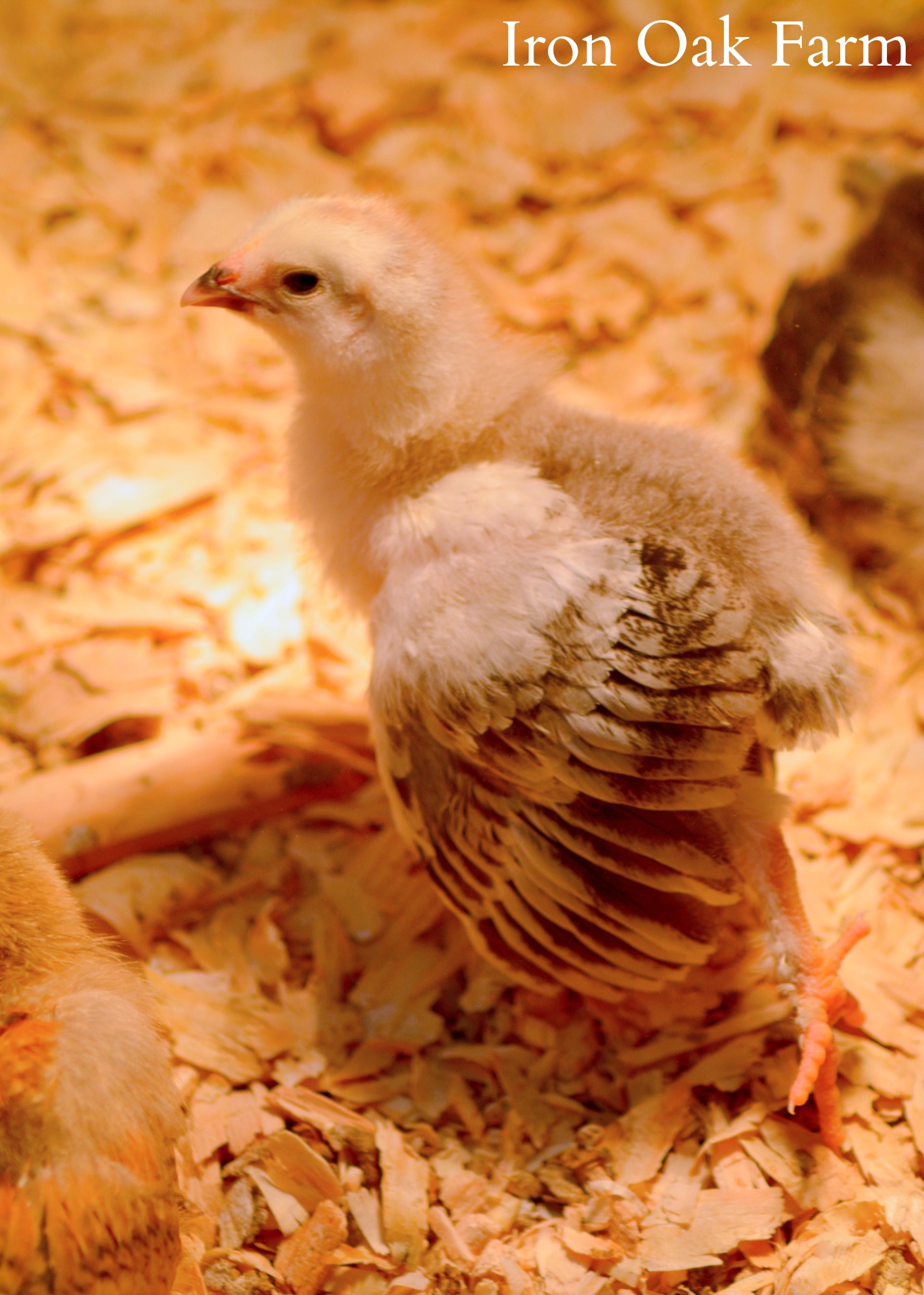 Brooding Multiple Species and Ages at Once | Community Chickens