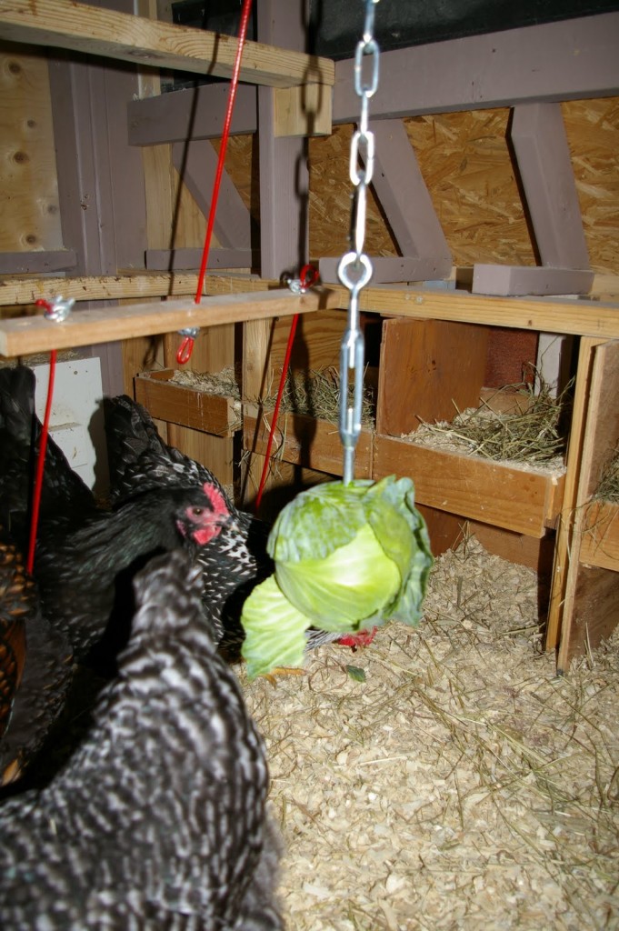 Community Chickens Guide to Behavior | Community Chickens