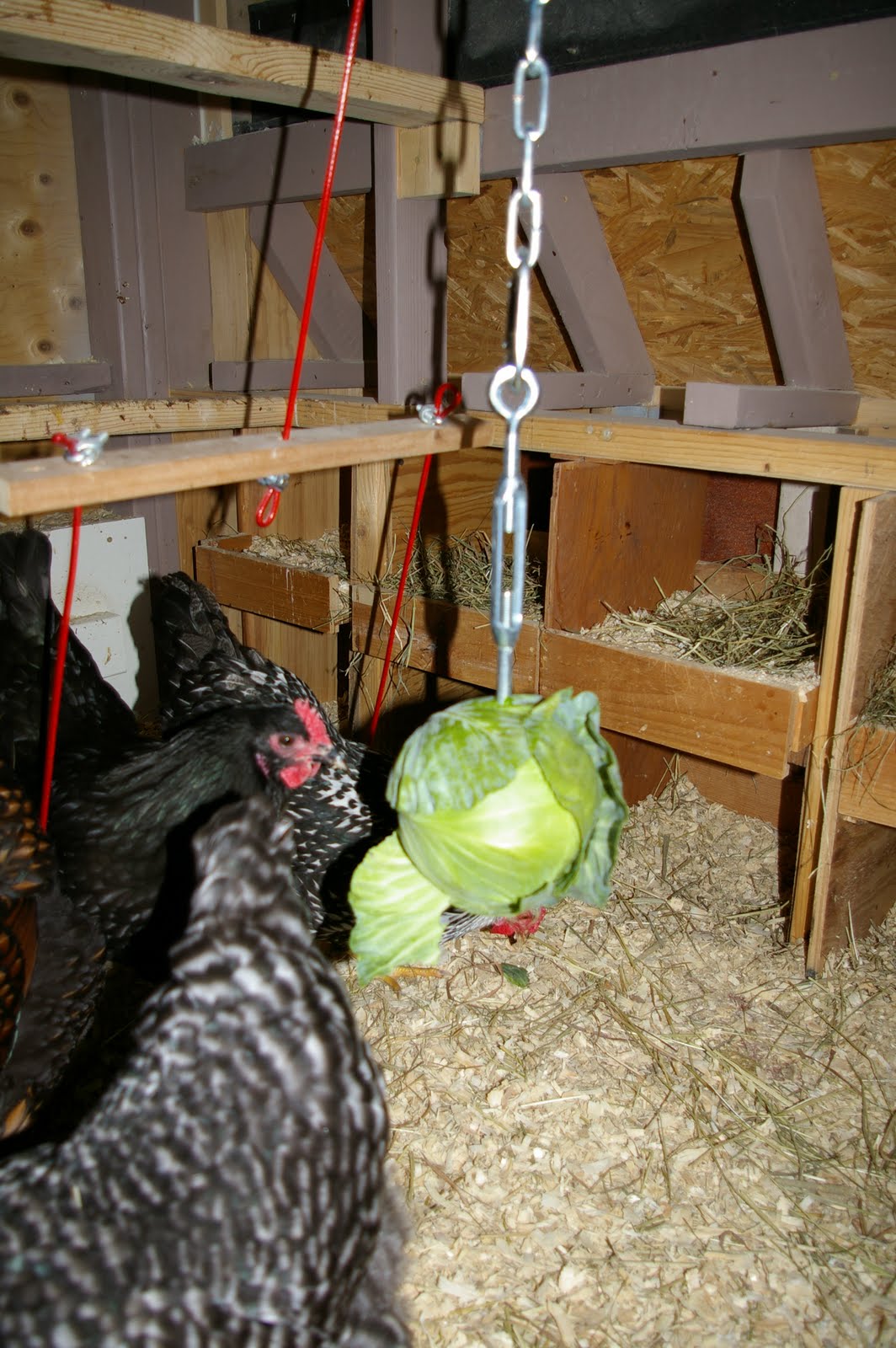 Community Chickens Guide to Behavior | Community Chickens