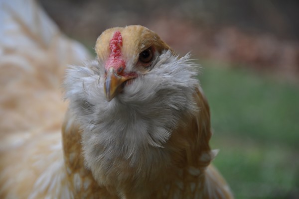 Chicken Anatomy - The Comb | Community Chickens