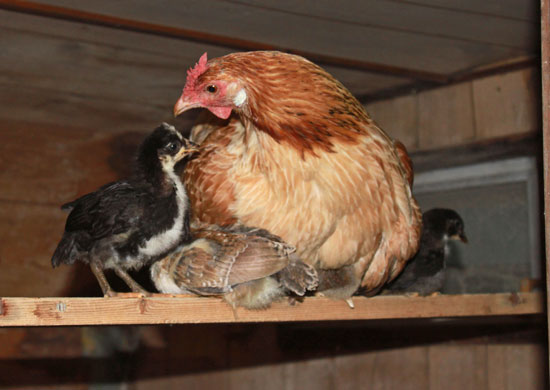 Community Coops! - Grit Blogger Jennifer Quinn | Community Chickens