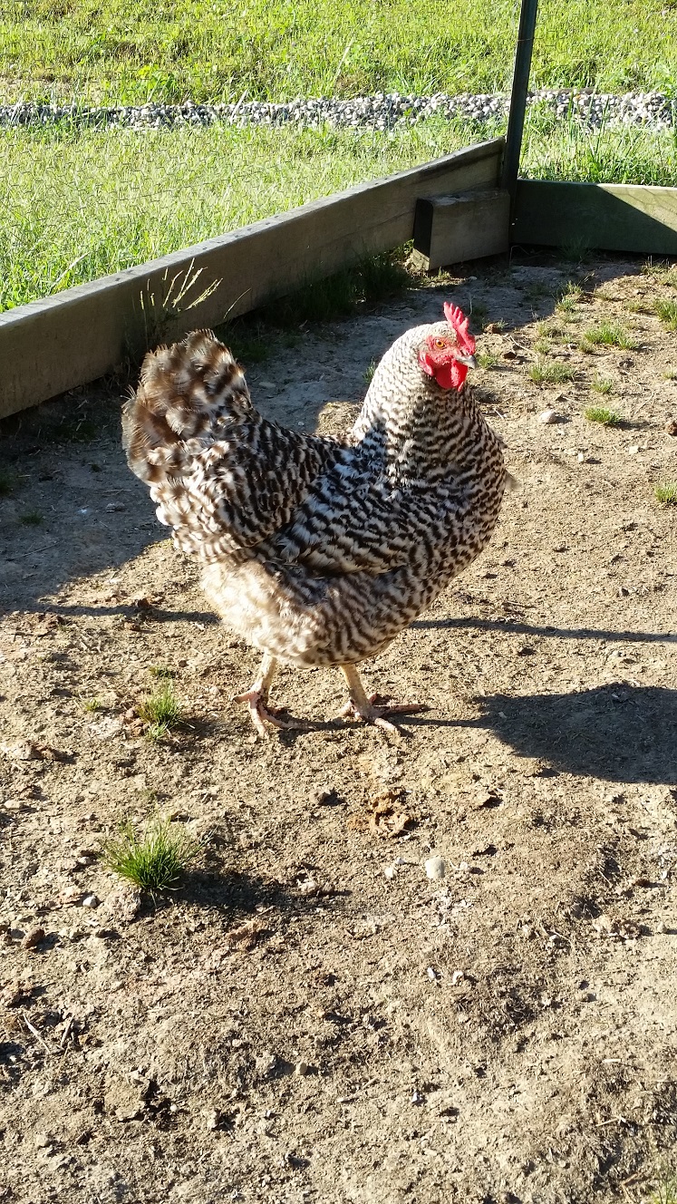 Every Flock Needs A Super Star | Community Chickens