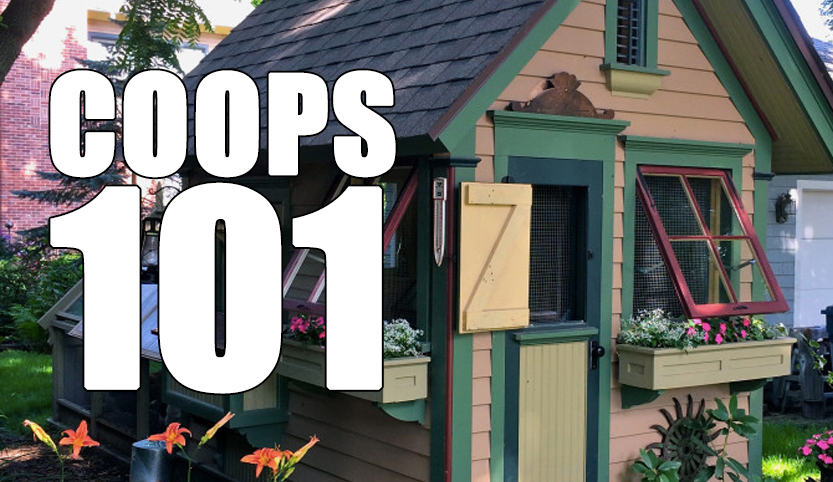 Community Chickens Guide to Backyard Coops | Community Chickens