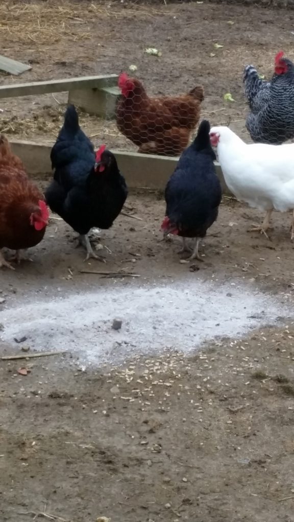 The Benefits of Using Wood Ash Around Your Chickens | Community Chickens