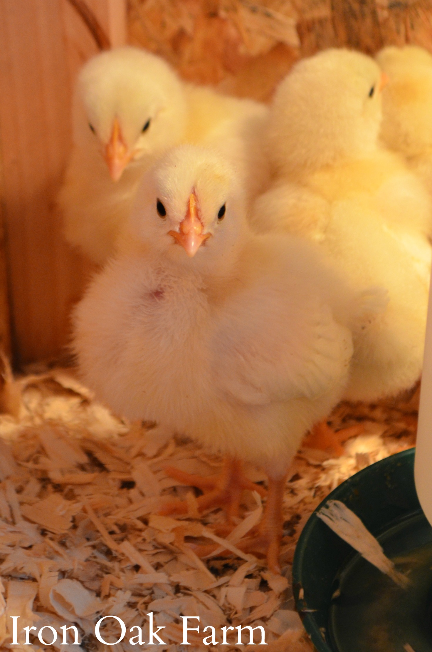 Pecking Order Explained | Community Chickens