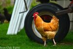 Pecking Order Explained | Community Chickens