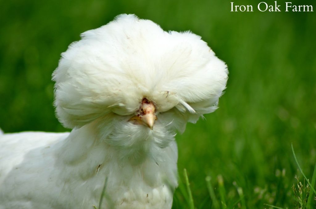 Pecking Order Explained | Community Chickens