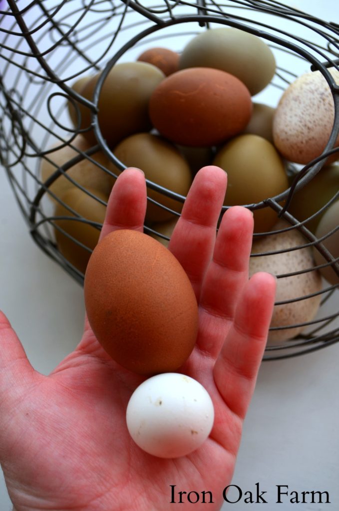 8 Ways to Get More Eggs | Community Chickens