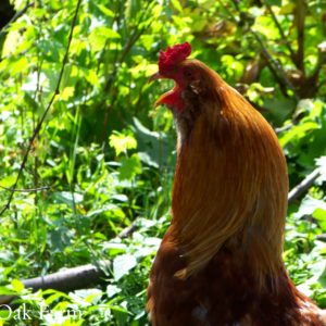 Community Chickens Guide to Backyard Coops | Community Chickens