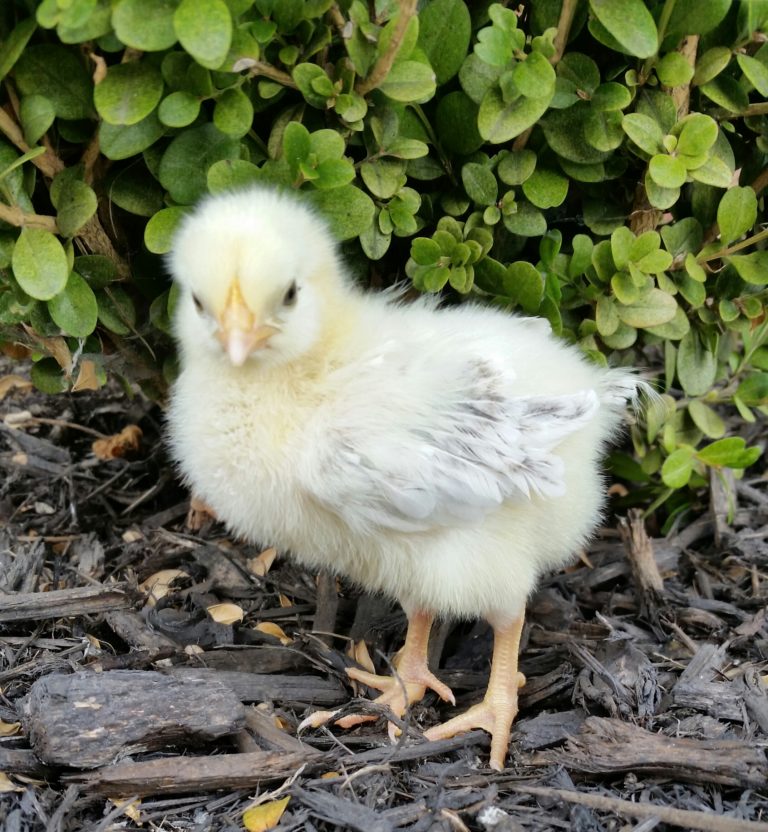 Raising Baby Chicks Community Chickens