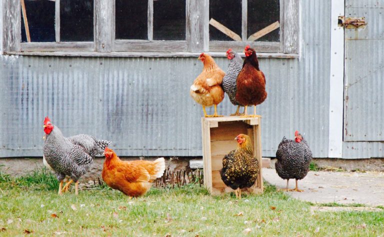 Top 5 Reasons To Raise Chickens | Community Chickens
