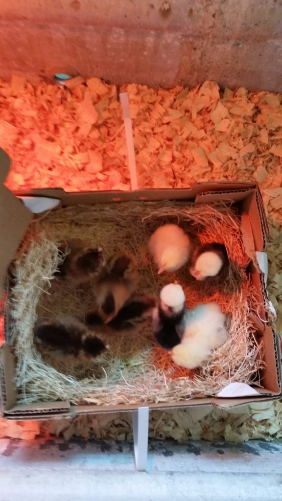 Raising Baby Chicks Community Chickens