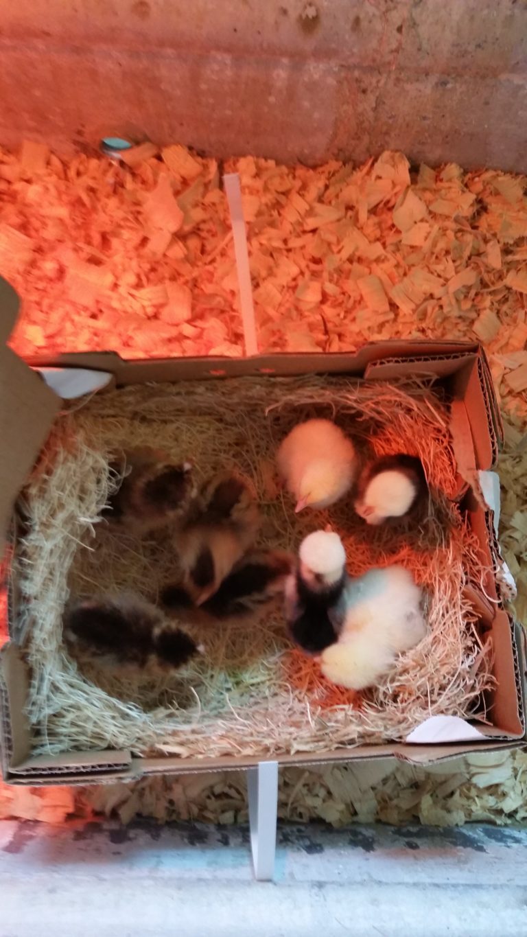 Raising Baby Chicks Community Chickens