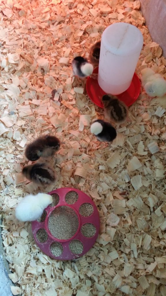 Raising Baby Chicks Community Chickens