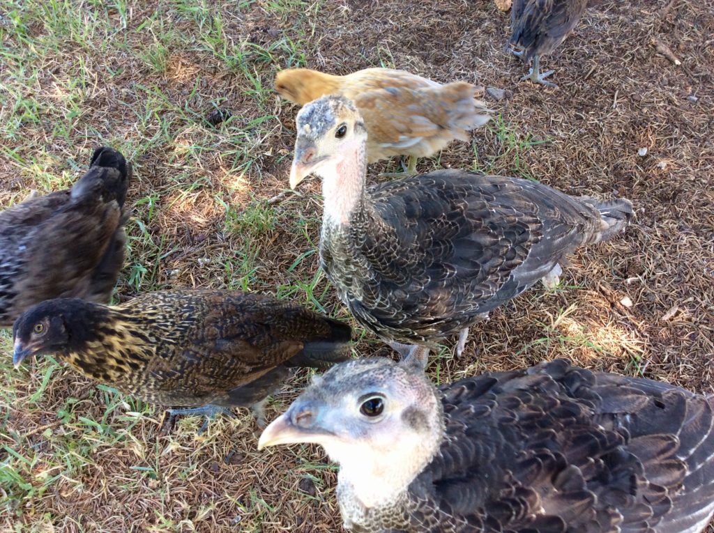 Let's Talk Turkey: My First Experience With An Impacted Crop ...