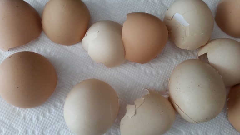 Feeding Crushed Egg Shells To Chickens | Community Chickens