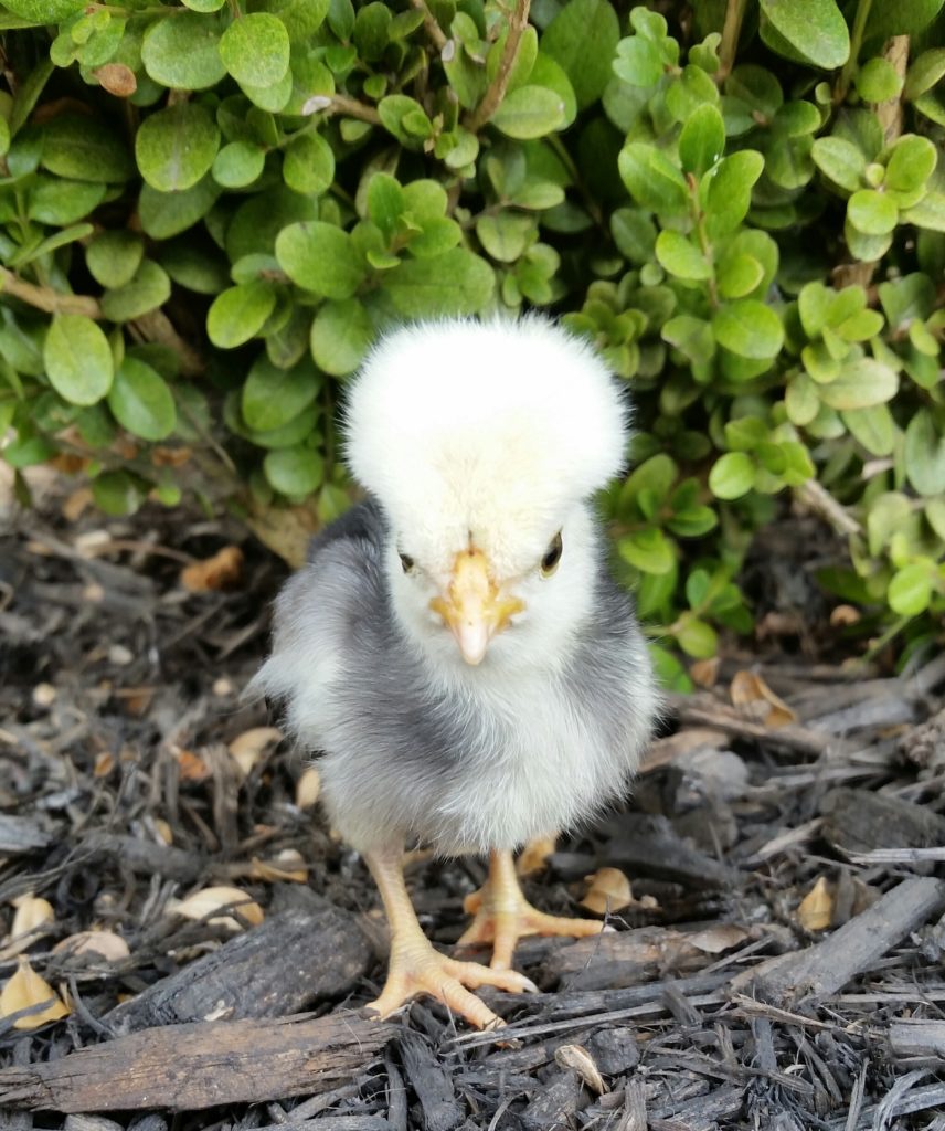 Raising Baby Chicks Community Chickens