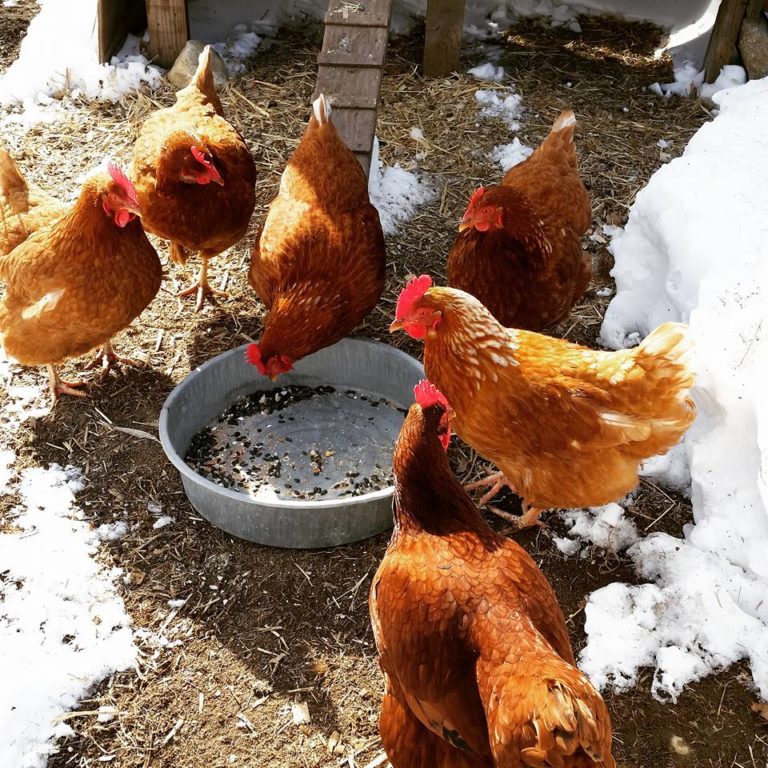 Henopause Haven | Community Chickens