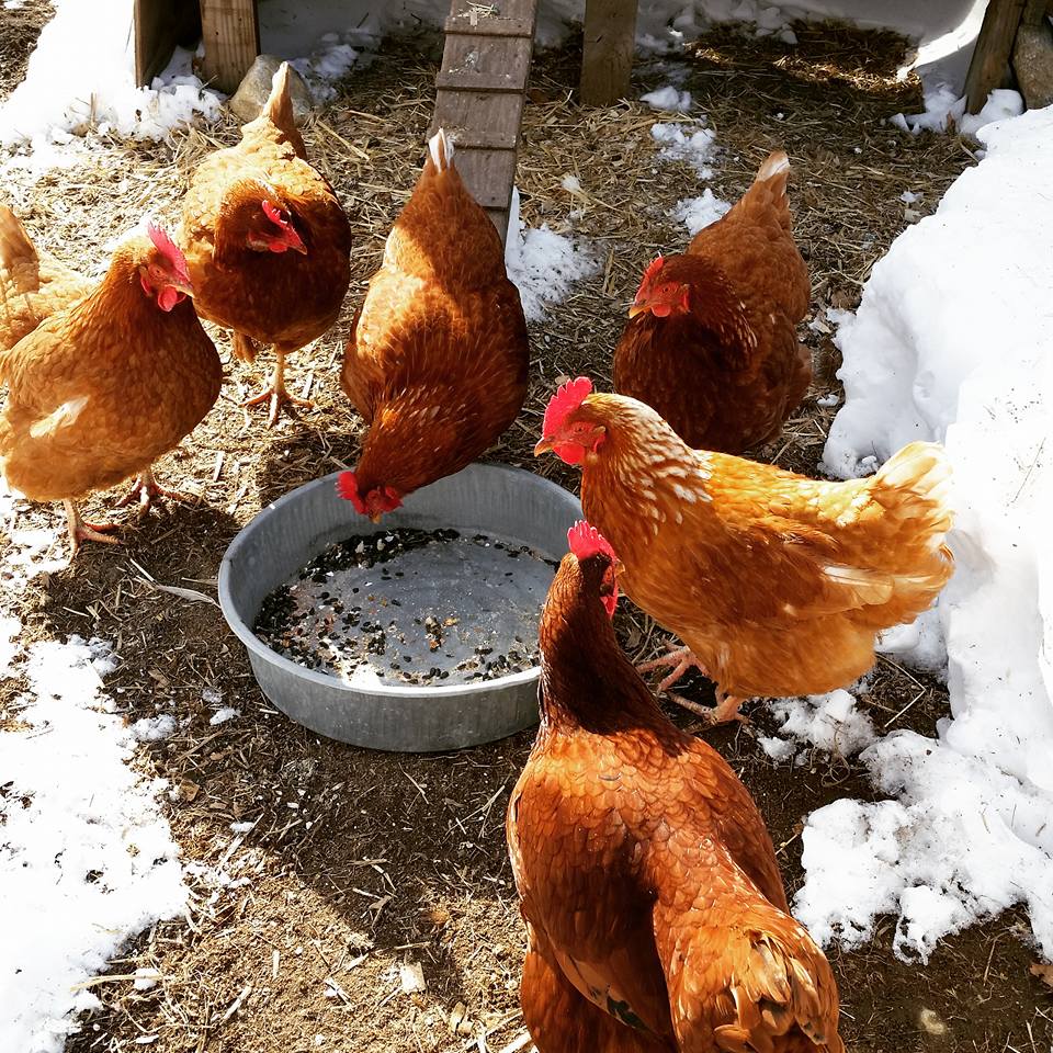 Henopause Haven | Community Chickens