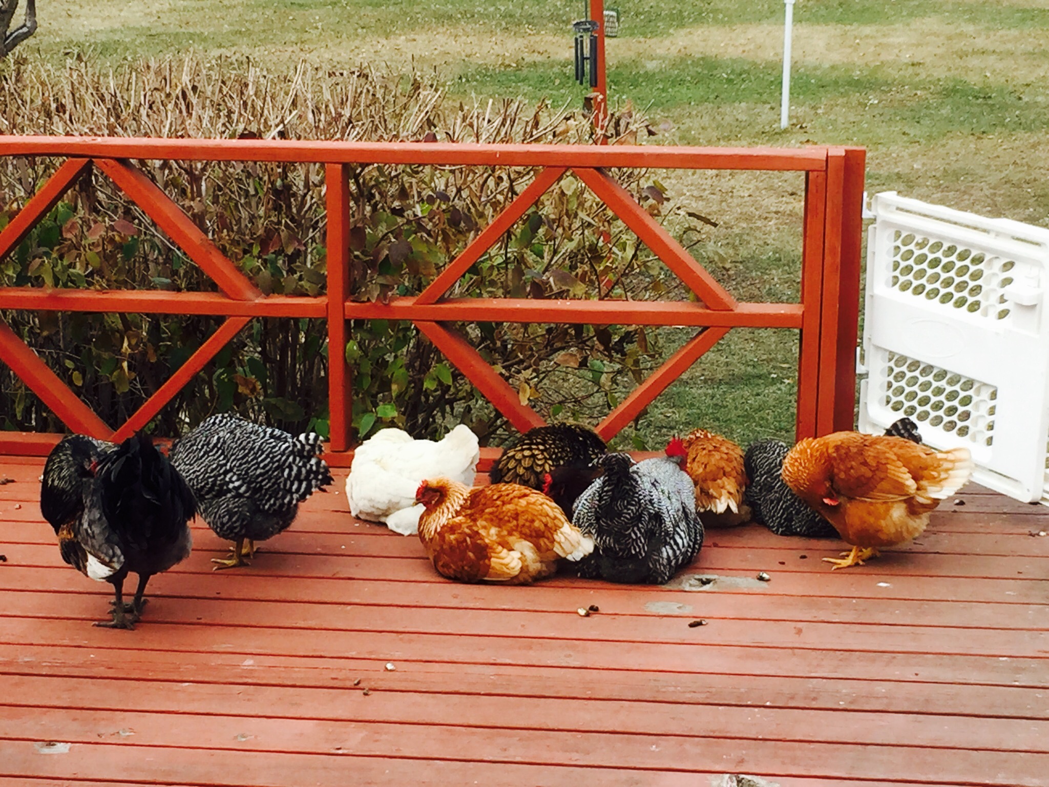 Why We Decided To Stop The Free Reign Of Free-Range Poultry | Community ...