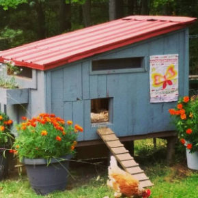 Henopause Haven | Community Chickens