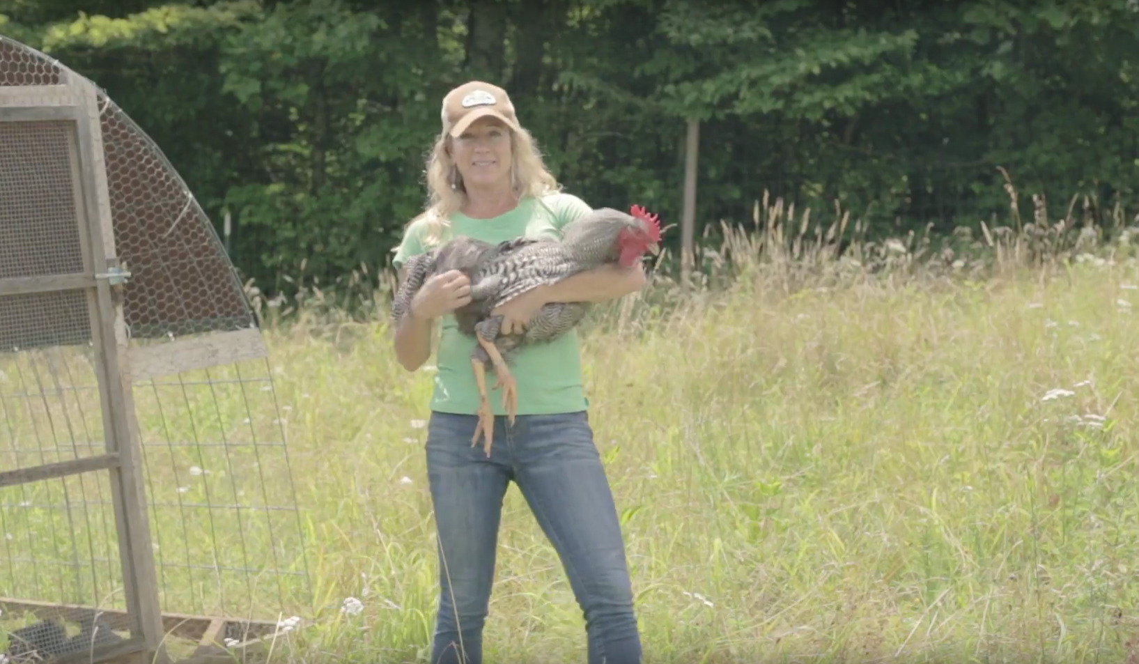 Roosters Make Great Dads Community Chickens