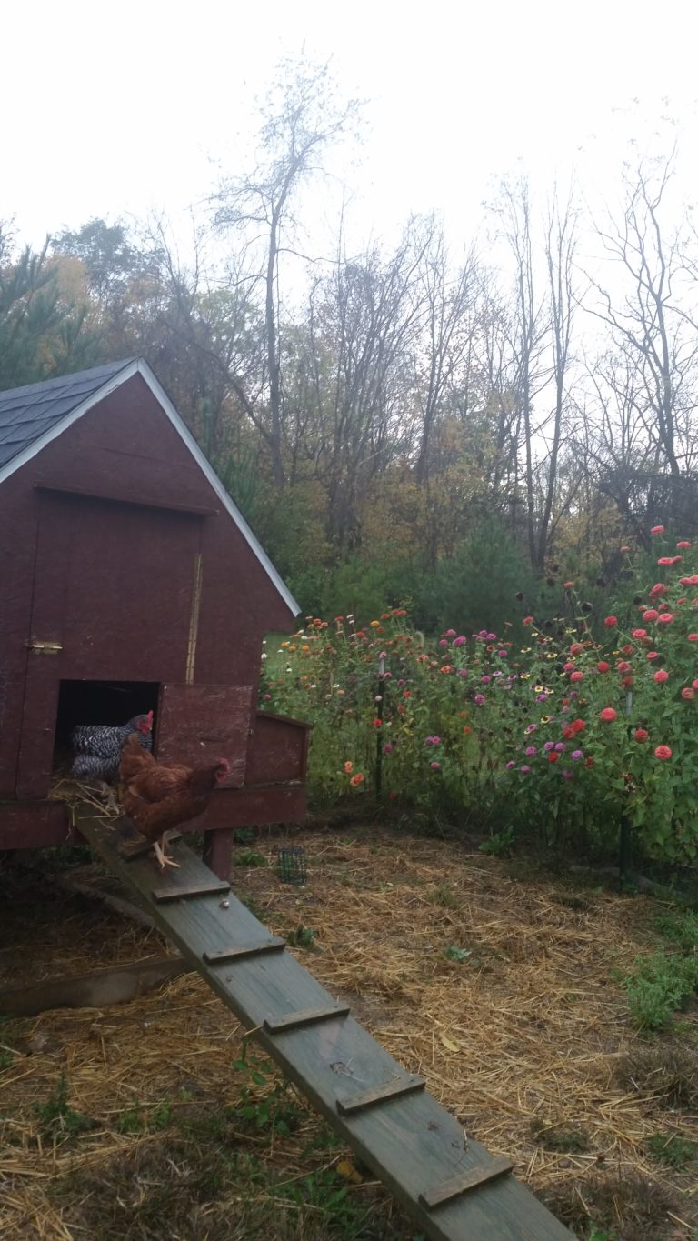 Fall is a Common Time For Molting Chickens | Community Chickens