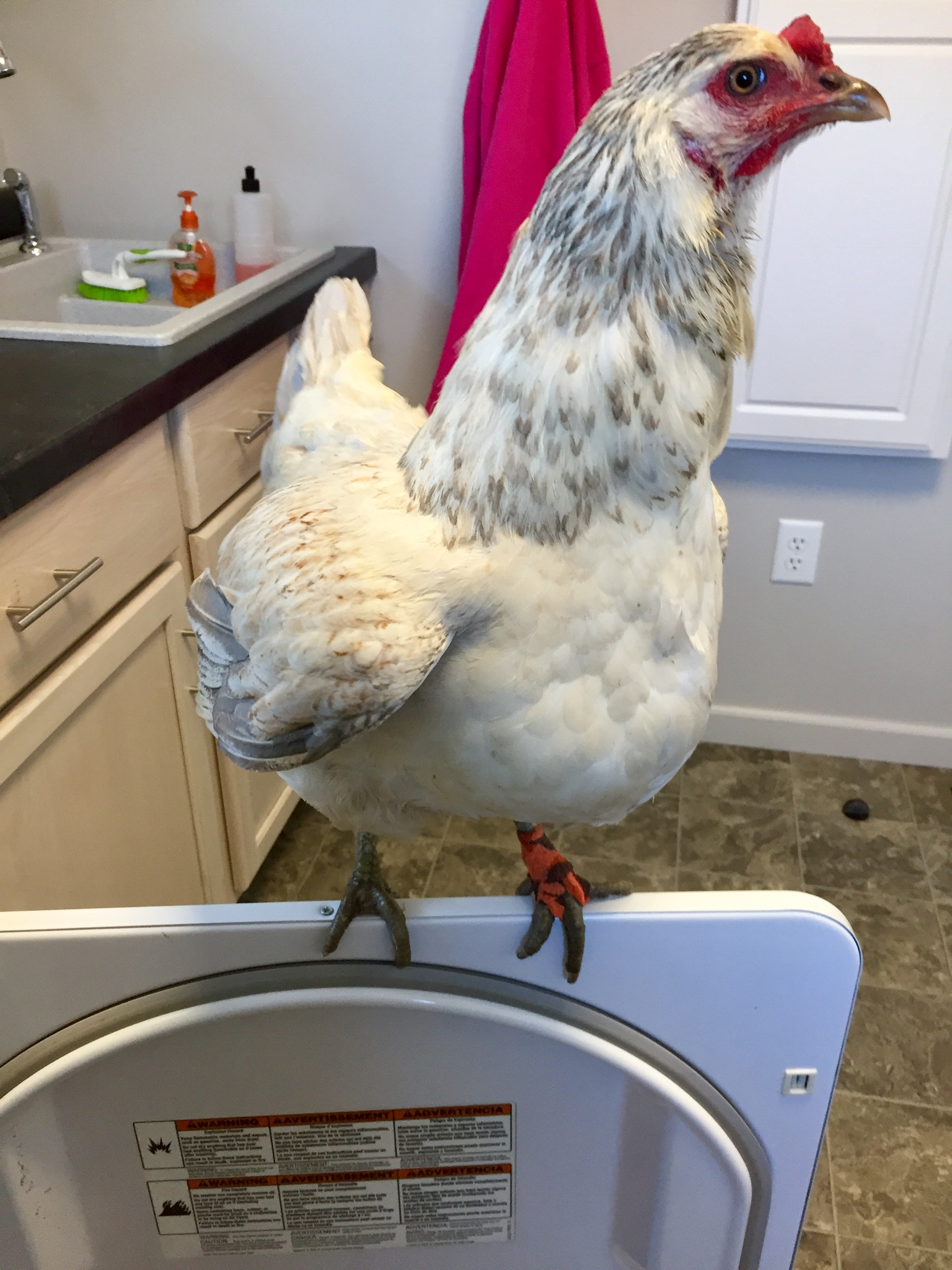 DIY Sour Crop Solutions: Our First Experience | Community Chickens