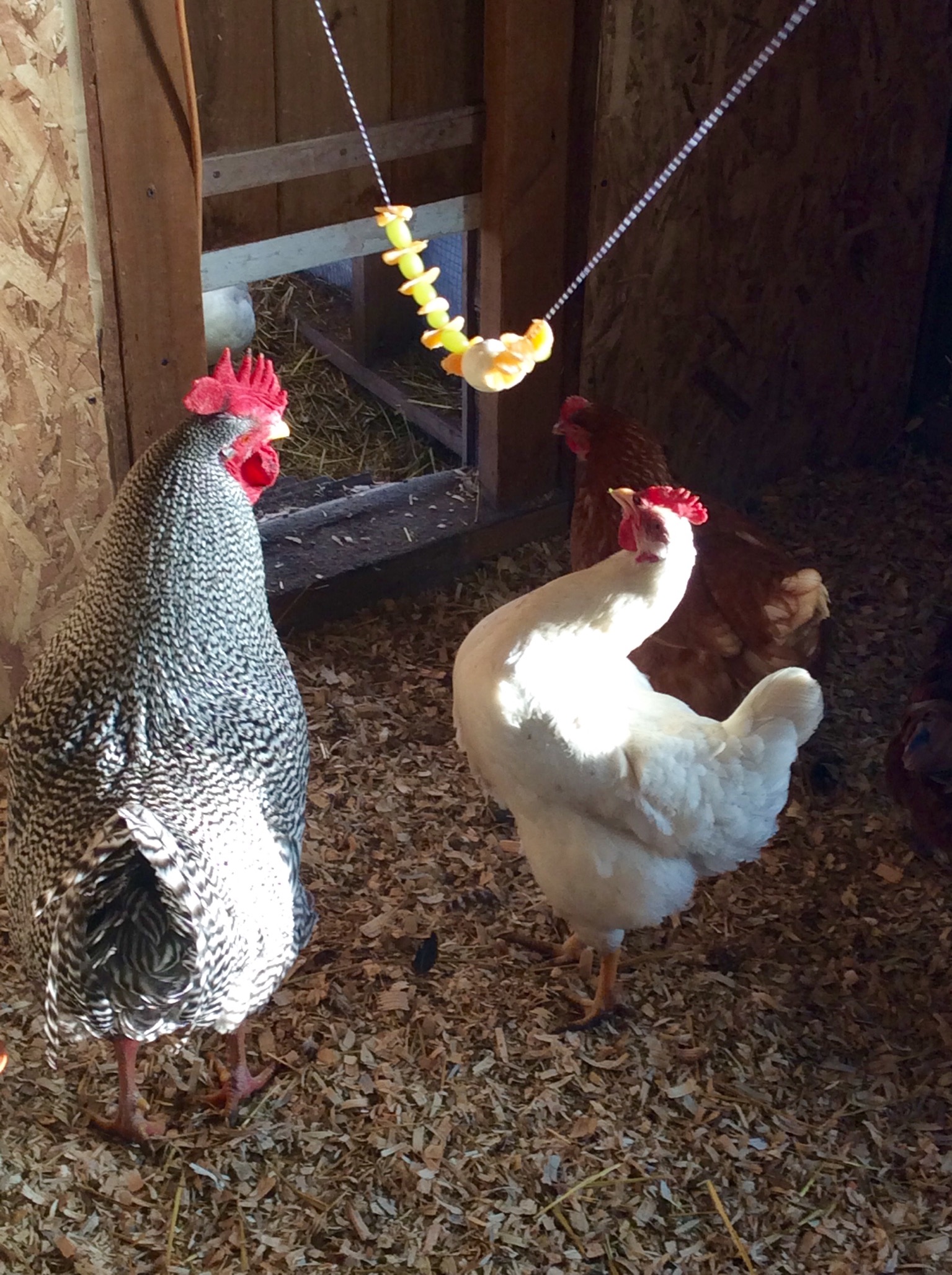 A Recipe To Prevent Winter Boredom: Homemade Seed Block & Dust Bath ...