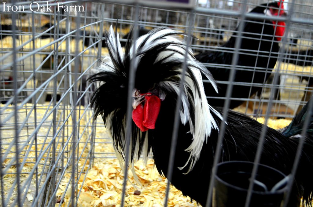 Attending the Ohio National Poultry Show | Community Chickens