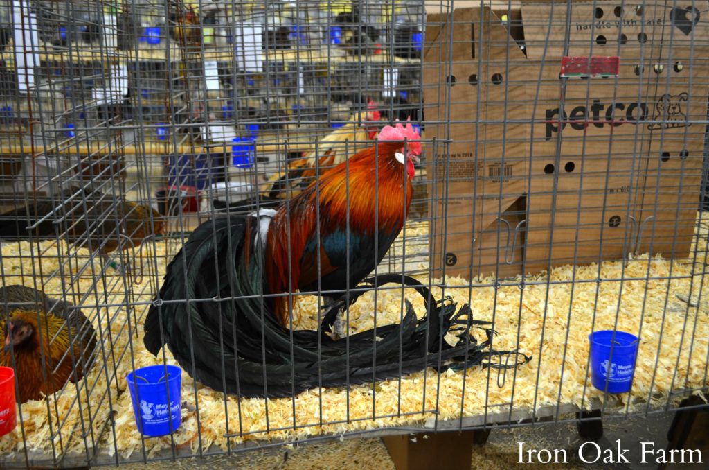 Attending the Ohio National Poultry Show | Community Chickens