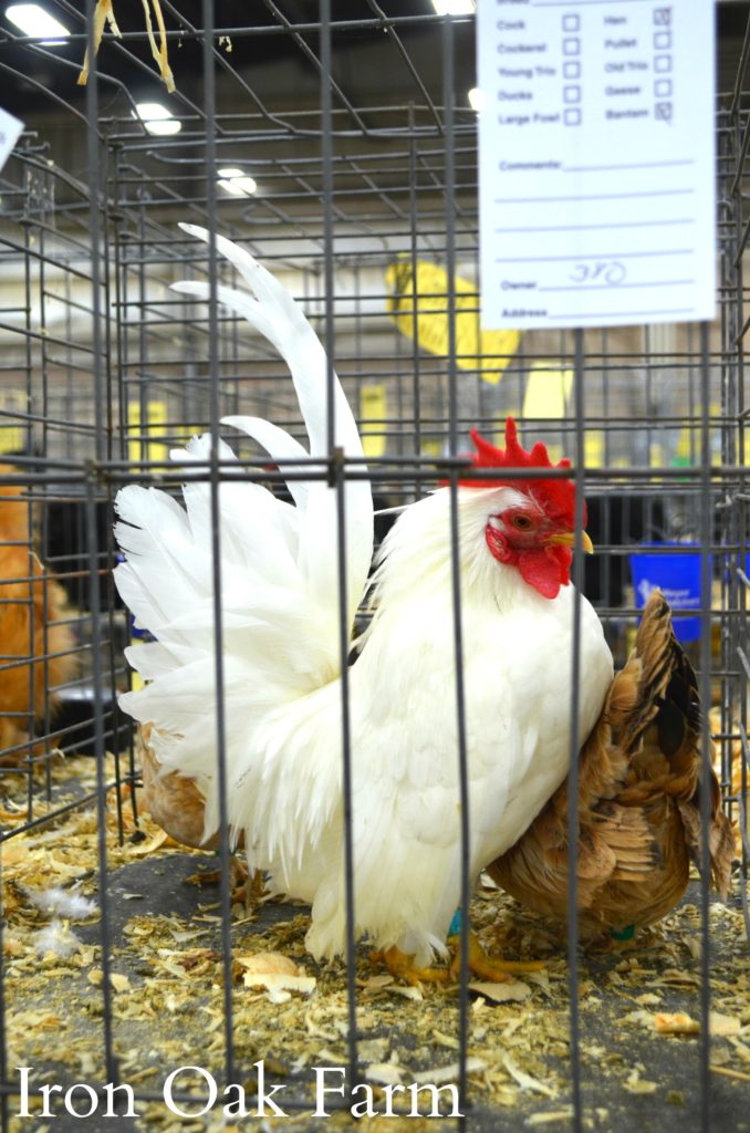 Attending the Ohio National Poultry Show | Community Chickens