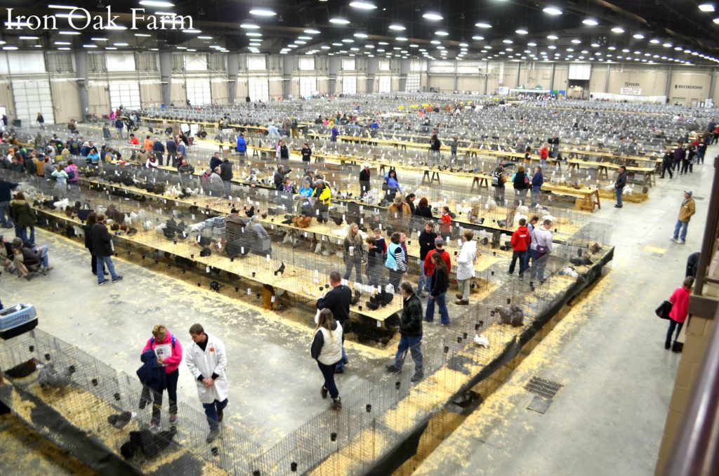 Attending the Ohio National Poultry Show | Community Chickens