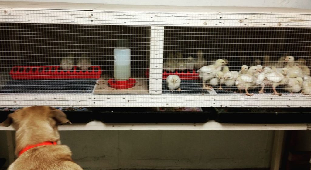 Setting Up Your Brooder | Community Chickens