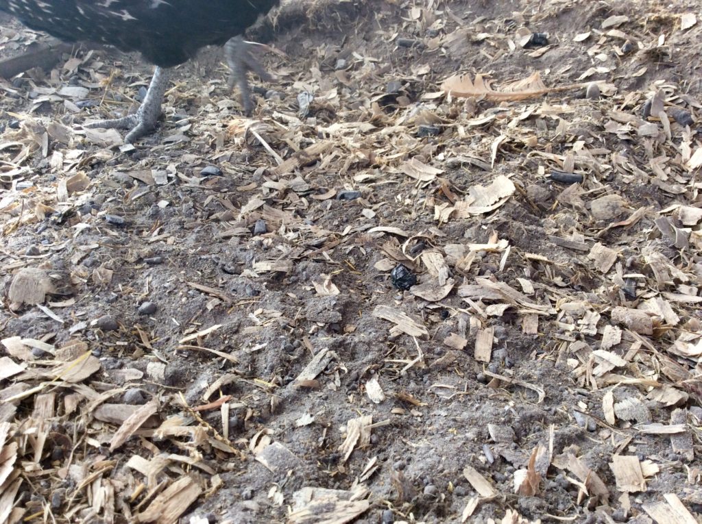 Wood Ash: The Black Chicken Poop Caper | Community Chickens