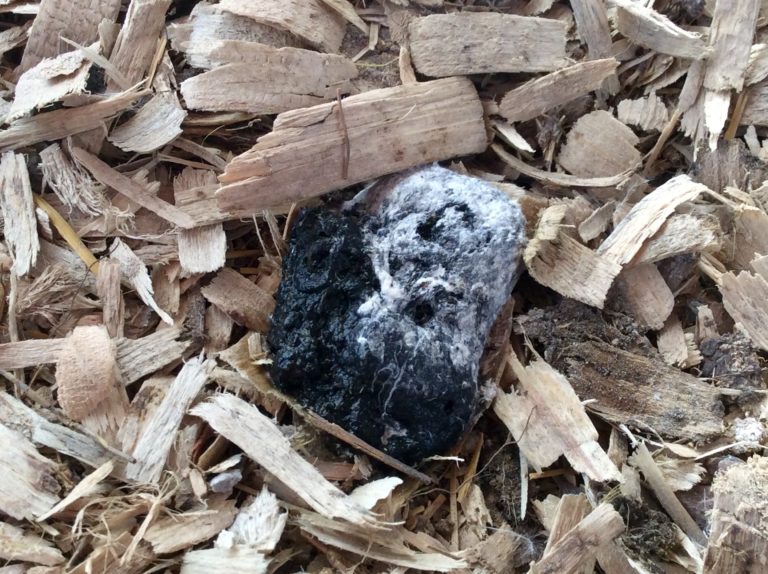 Wood Ash: The Black Chicken Poop Caper | Community Chickens