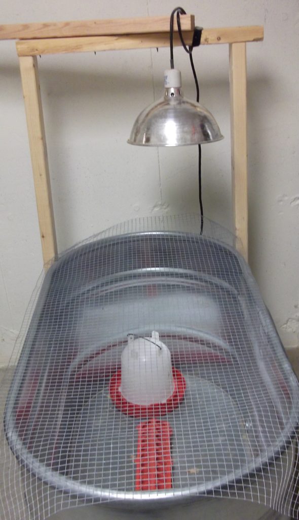 Setting Up Your Brooder | Community Chickens