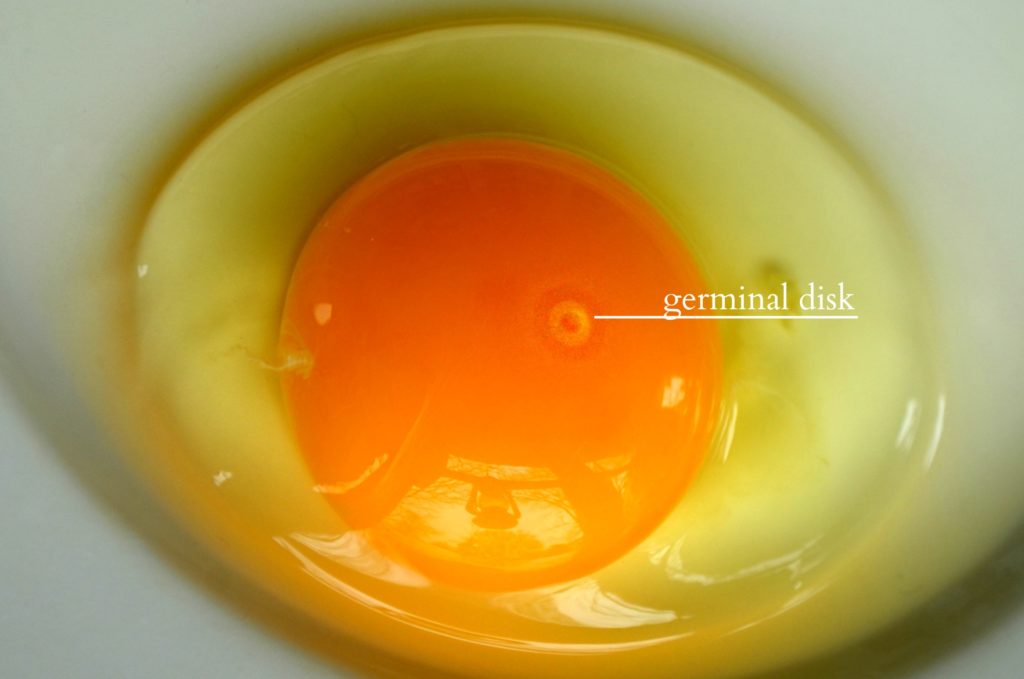 Reading the Germinal Disk and Breeding | Community Chickens