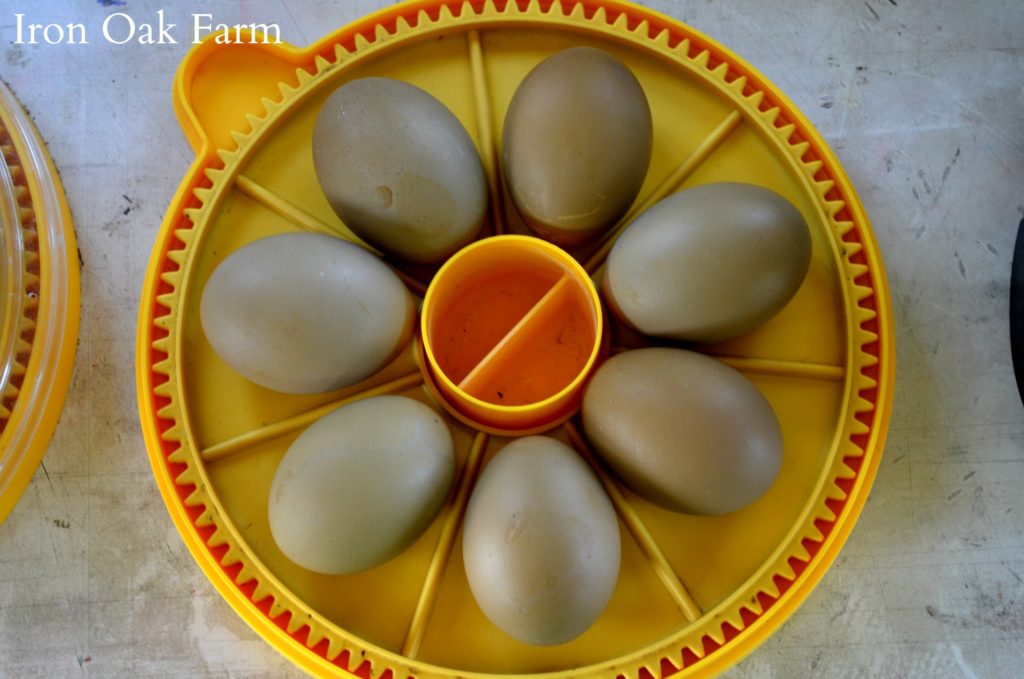 Reading the Germinal Disk and Breeding | Community Chickens