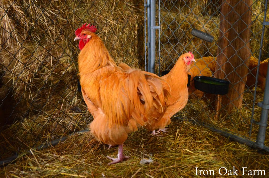 Reading the Germinal Disk and Breeding | Community Chickens