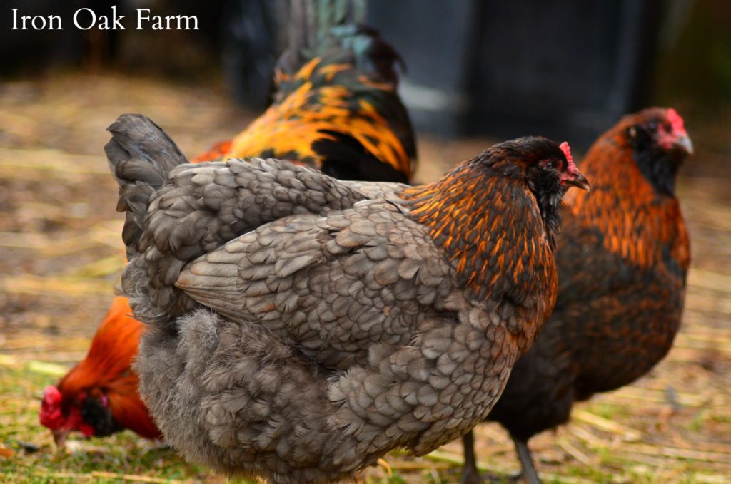 Reading the Germinal Disk and Breeding | Community Chickens