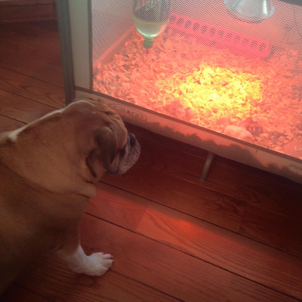 Setting Up A Quality Brooder, Part 1: Picking the Brooder | Community ...