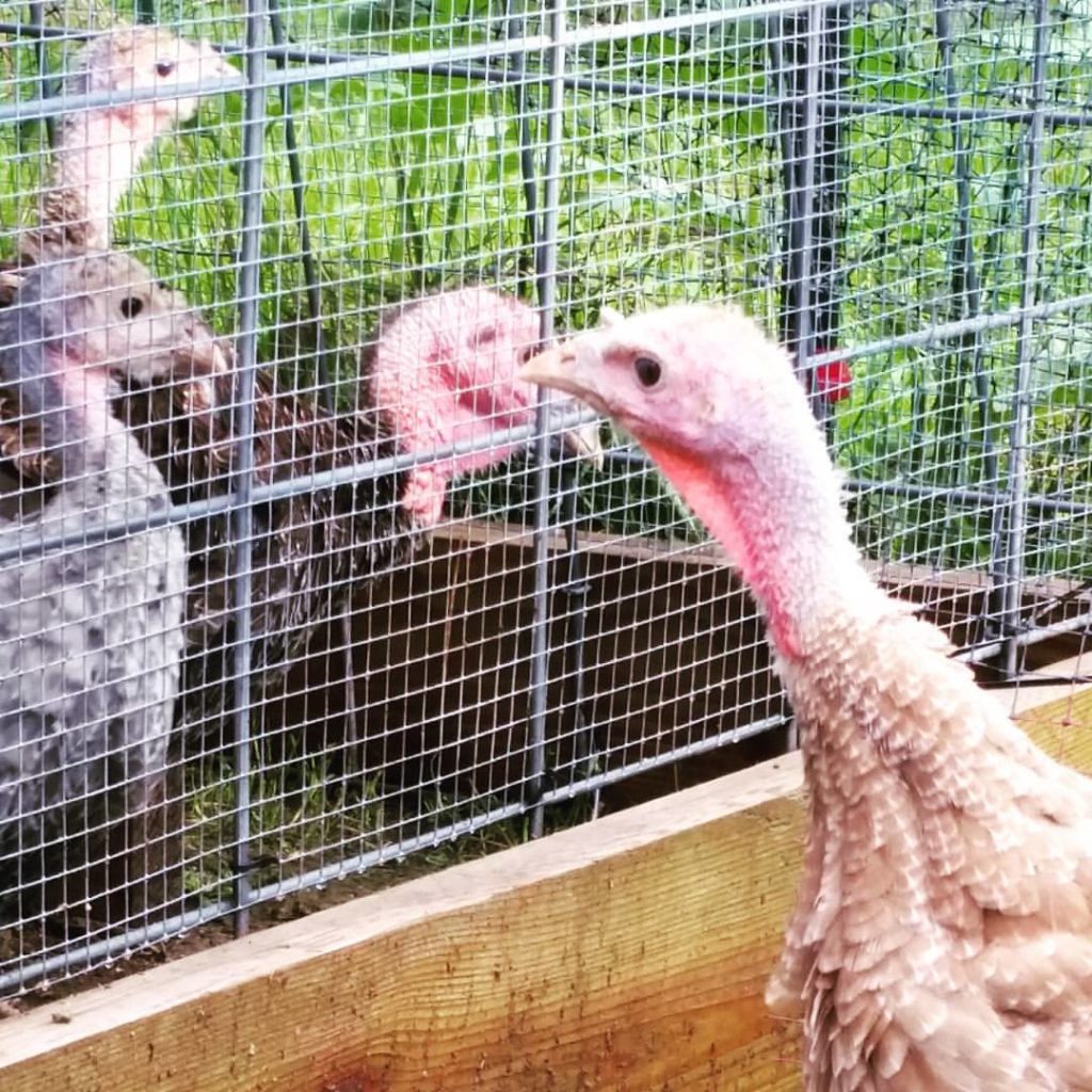 New Chicks on the Block | Community Chickens