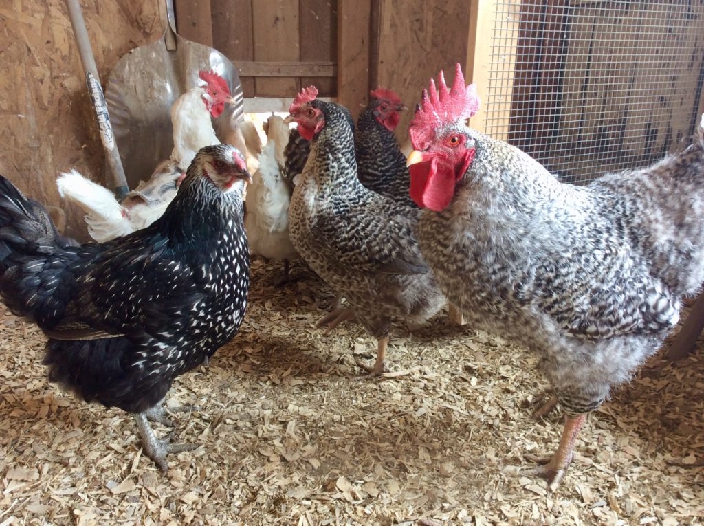 3 Irresistibly Nutritious & Shelf-Stable Poultry Treats | Community ...