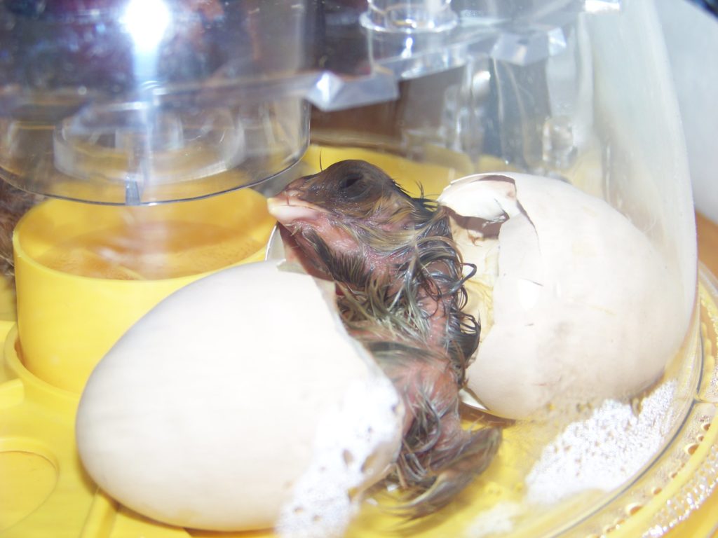 Hatching Day! What Will Happen and When to Help a Chick | Community ...