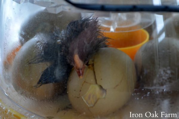 Hatching Day! What Will Happen and When to Help a Chick | Community ...